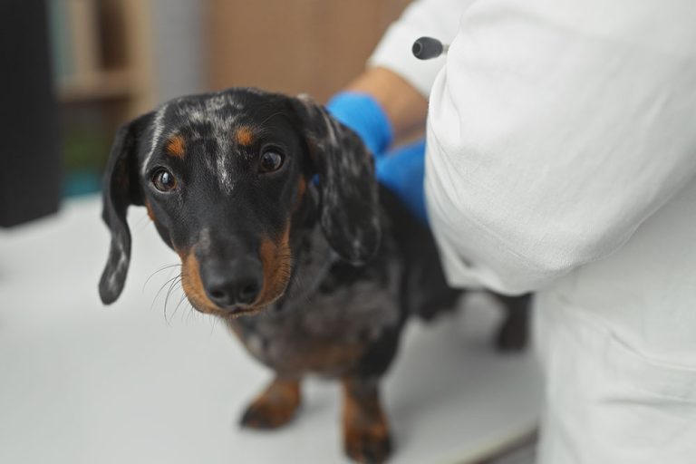 Pet Health Certificates for Travel: Requirements, Tips, and Regulations