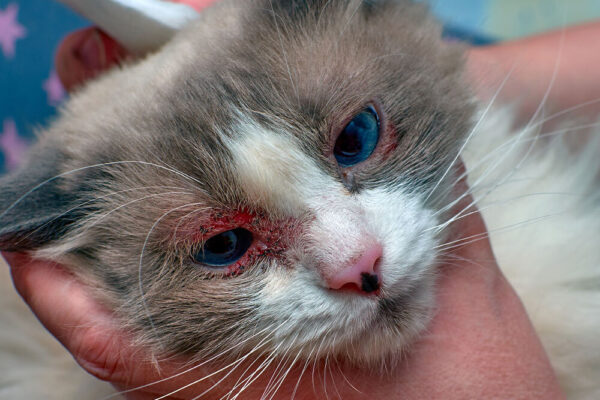 Cat and Dog Eye Problems: Symptoms, Diagnosis, and Treatment - Animal ...